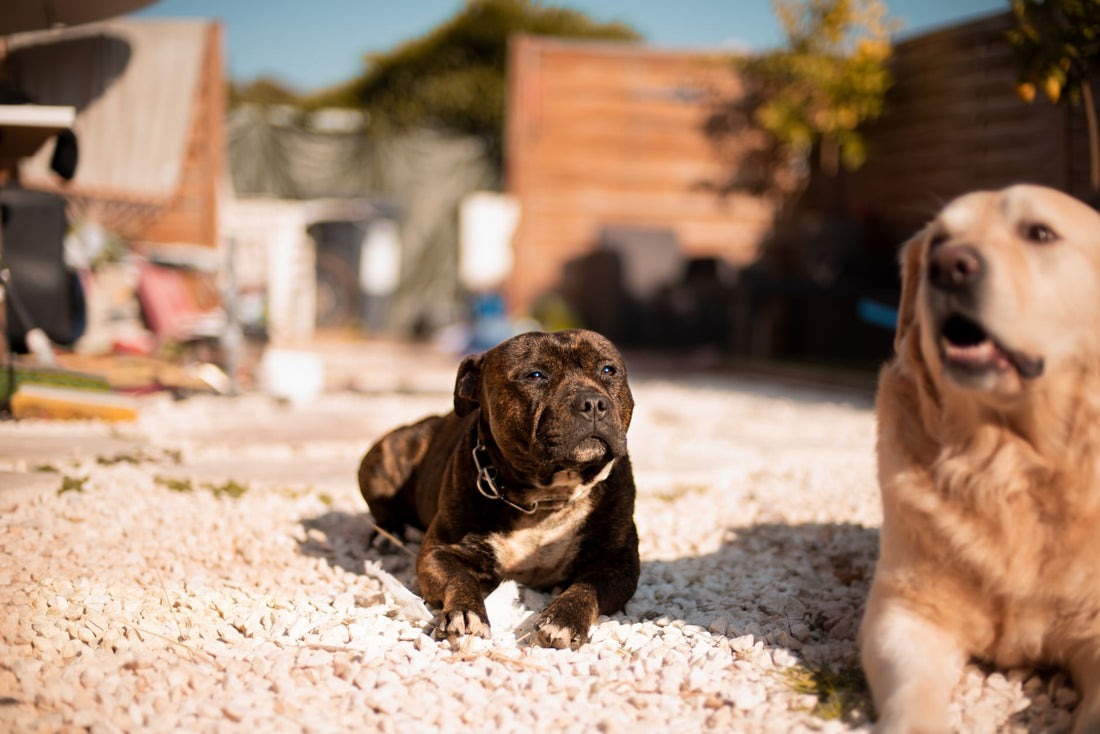Best Area Rugs for Dogs 2026: Ranked by Pet Durability – Atlanta ...